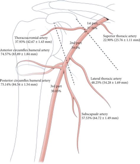 Topography Of The Axillary Artery Download Scientific Diagram