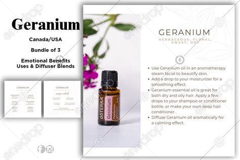Geranium Uses Diffuser Blends Emotions By Jan Kohler