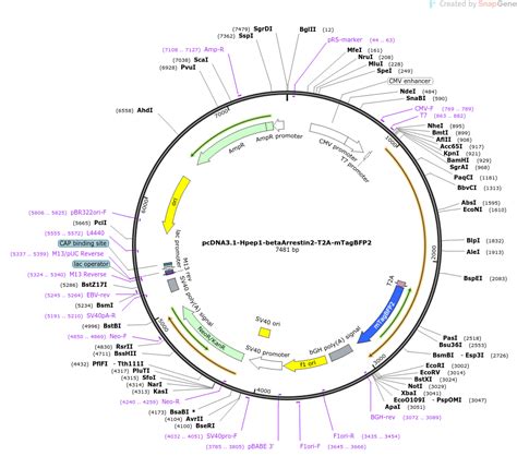 Addgene Pcdna31 Hpep1 Betaarrestin2 T2a Mtagbfp2