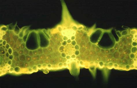 Grass Genera Of The World Microlaena Rbr