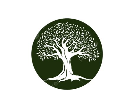 올리브 나무 벡터 일러스트 디자인 서식 파일 심벌 마크 장식 잎 Png 일러스트 및 벡터 에 대한 무료 다운로드 Pngtree