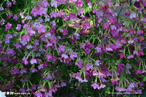花烟草 摄影图 花草 生物世界 摄影图库 昵图网
