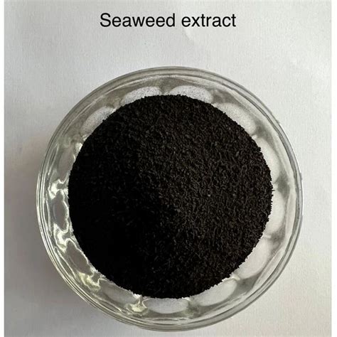 Seaweed Extract Powder At ₹ 250kg Powder Seaweed Fertilizer In