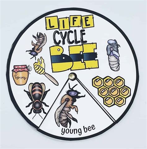 Honey Bee Life Cycle Worksheet Bee Life Cycle Coloring Pages Learn