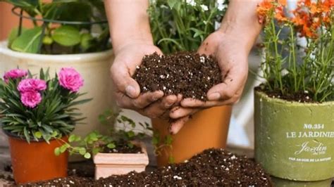 Perlita Na Jardinagem Utilizações Vantagens E Como Usar Corretamente