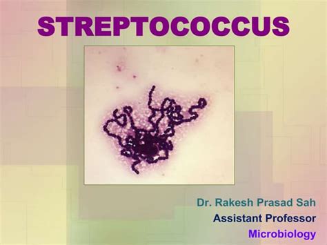 Streptococcus And Enterococcus By Dr Rakesh Prasad Sah Pptx