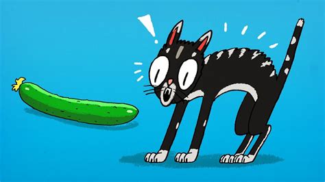 Thats Why Cats Are Afraid Of Cucumbers Youtube