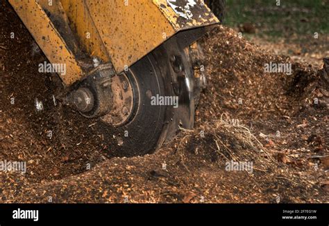 Tree Stump Grinding Machine In Operation A Stump Grinder Is Used To Remove Tree Stumps From The