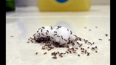 Inside An Ants Nest