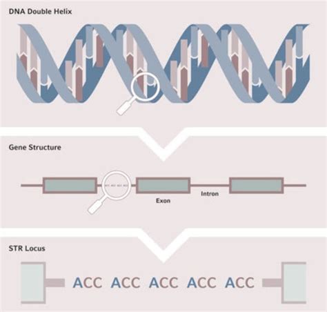 Str Profiling Eppendorf Us