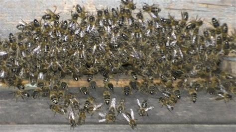 Пчелы говорят Пора ставить магазины - YouTube