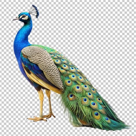 Peacock Bird Premium Ai Generated Psd