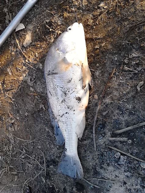 Freshwater Drum