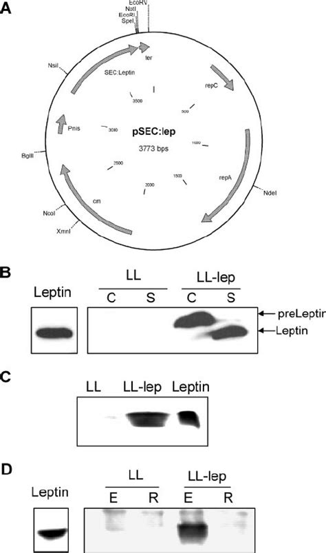Schematic Representation Of Pseclep Vector And Expres Download
