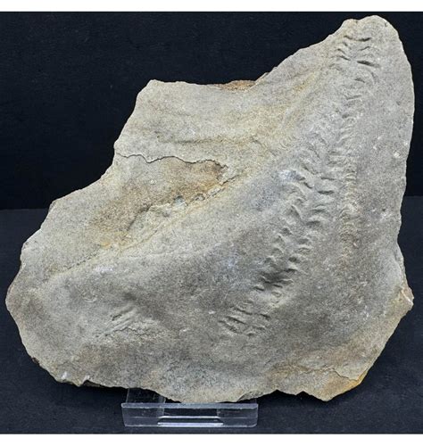 Fossils For Sale Fossils Rare Mississippian Lower Carboniferous Trilobite Trackways