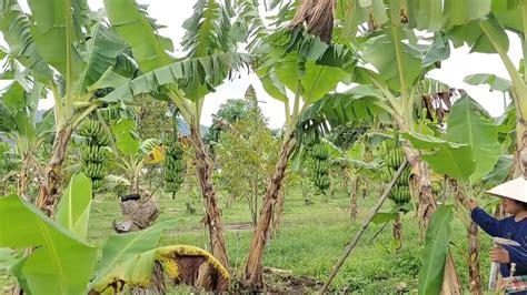 Occlusion Banana Object Detection Dataset By Naresuan University