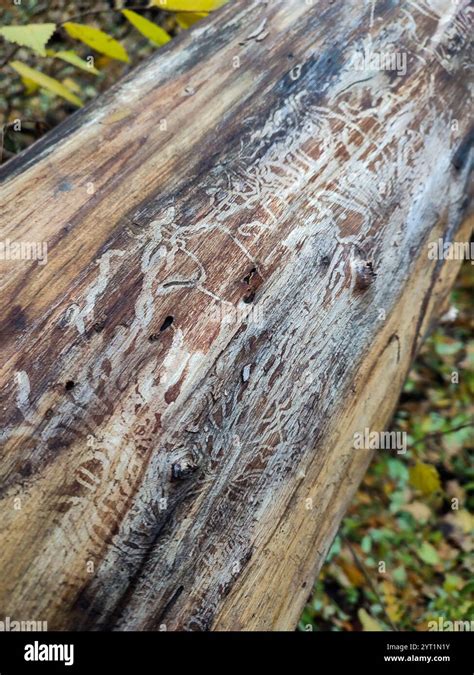 Bark Beetle Tracks On Tree Log Bark Beetles Patterns Fungal Infection