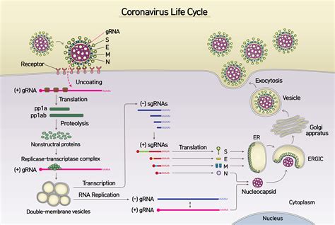 New Coronavirus SARS CoV 2 Mapped Out