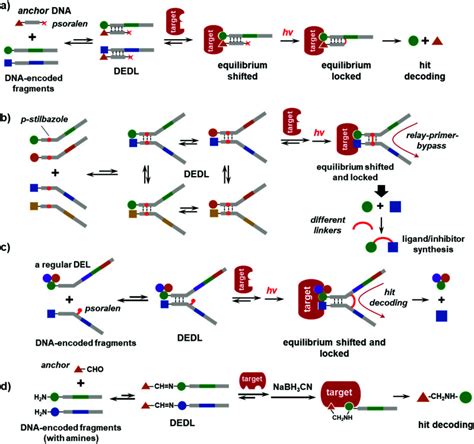 Recent Advances In Dna Encoded Dynamic Libraries Pmc