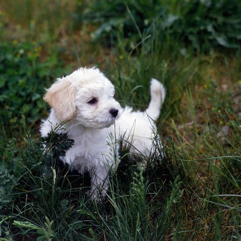 Bolognese Breed Information Vetstreet Vetstreet