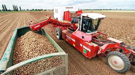 Potato Harvest Time Australia At Joan Leet Blog
