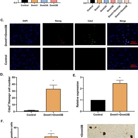 Dnmt1 And Dnmt3b Could Induce A Totipotent State In Fibroblast A