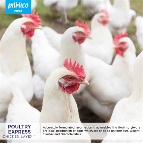 Pilmico Feeds Accurately Formulated Layer Ration That