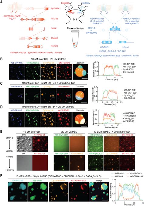 Demixing Is A Default Process For Biological Condensates Formed Via