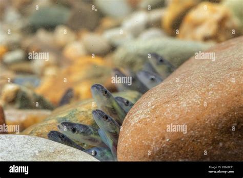 Eel European Eel River Eel Anguilla Anguilla Some Glass Eels On The Bottom Germany Stock