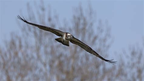 鹗 Pandion Haliaetus 新疆鸟类