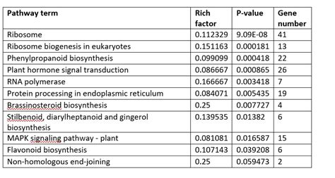 Ggplot2 Rich Factor Bubble Plot For Rna Seq Data Stack Overflow