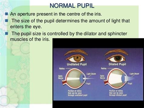 Average Pupil Size Allthingssilope