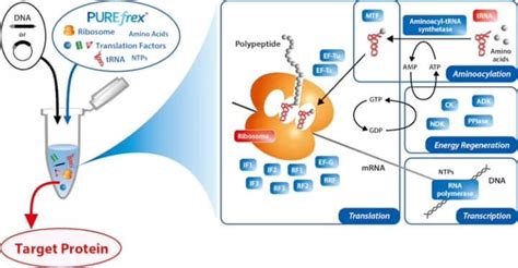 Reimagining Protein Expression With Cell Free Systems With Purefrex