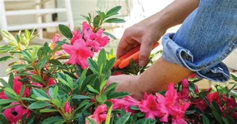 Learn How To Prune Encore Azaleas A Guide Encore Azalea