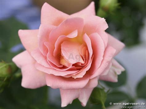 Buy Geisha ® – Floribunda Rose – AGEL ROSEN