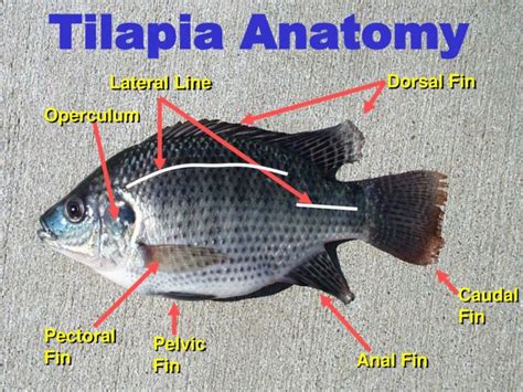 A Well Labelled Diagram Of A Tilapia Fish
