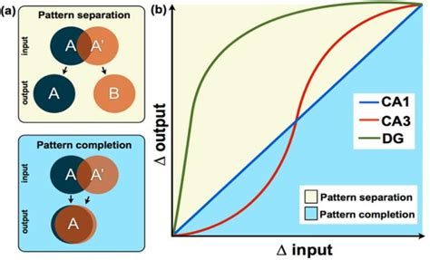 Different Hippocampal Regions And Their Role In Pattern Separation And Download Scientific