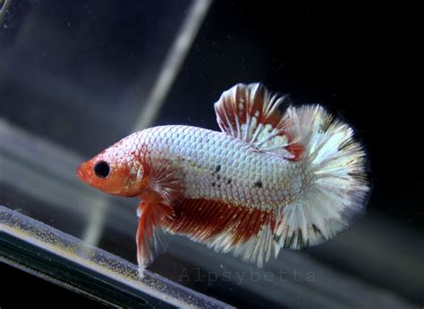 Fccp ~ Alpsy Betta Gallery