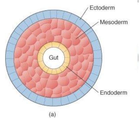 Biology Section 4 Triploblasts Flashcards Quizlet