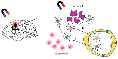 Strategies For Enhanced Brain Tumor Cells Targeting Encyclopedia Mdpi