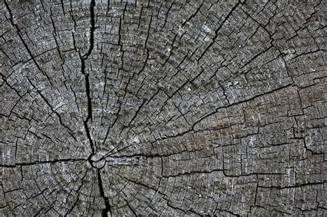 Premium Photo Background Texture Old Tree Rings Log Round Premium Photo Background Texture Old Tree Rings Log Round