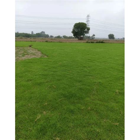 Natural Grass Carpet At Best Price In Prayagraj Uttar Pradesh Ms