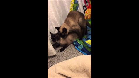 猫の交尾 家の中 YouTube