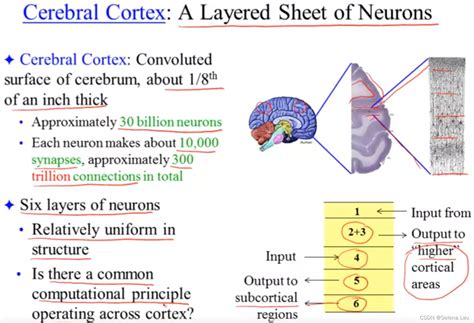 【学习笔记】coursera Computational Neuroscience Week 1computational Neuroscience笔记 Csdn博客
