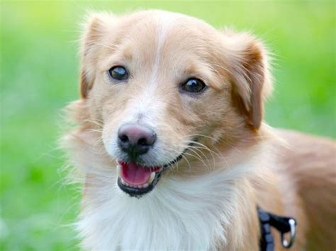 What Is The Breed Of Kokoni