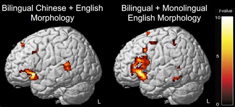 Conjunction Analyses For Bilinguals Activations During Morphological