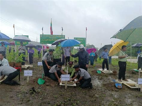 Myanmarnationalpost တောင်ကုတ်မြို့နယ်၌ ၂၀၂၃ ခုနှစ်၊ မိုးရာသီ သစ်ပင