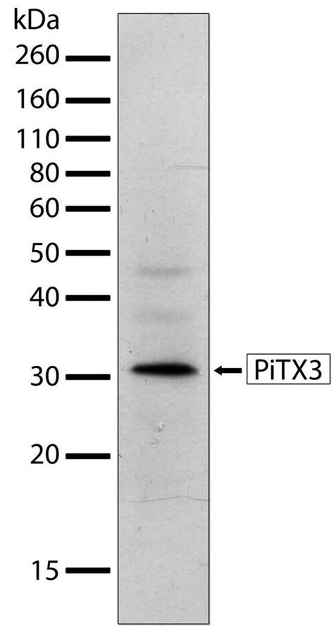 Anti Pitx3ptx3 Antibody Rp23040049 Ab313403 Abcam