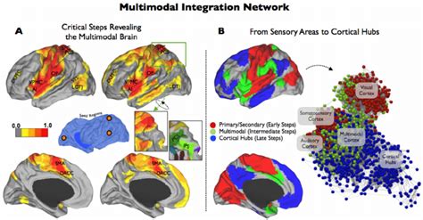 Multimodal Integration Network Download Scientific Diagram