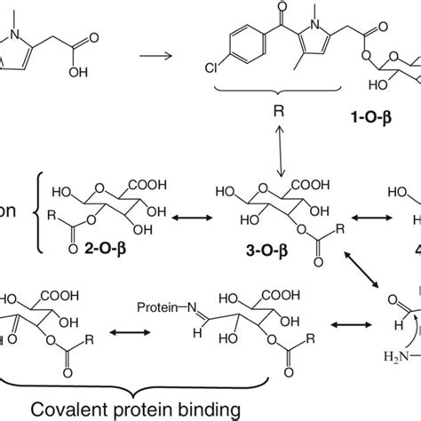 Calculation Of Half Life From Chemical Degradation Of 1 O β Acyl